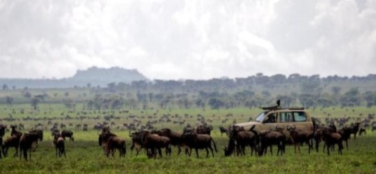 Serengeti Maswa Camp | Serian, Tanzania