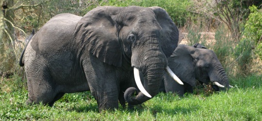 Nkhotakota Game Reserve, Malawi