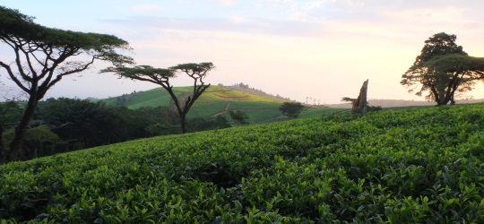Thyolo Tea Plantations | Malawi